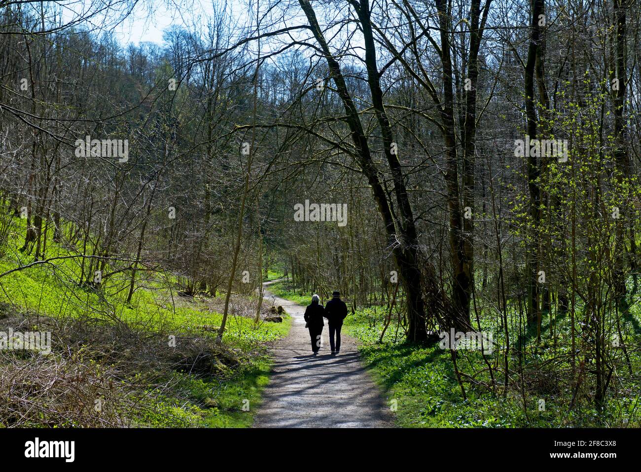 Millington Woods, East Yorkshire, England UK Stock Photo - Alamy