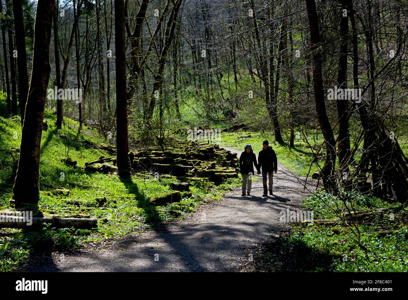 Millington Woods, East Yorkshire, England UK Stock Photo - Alamy