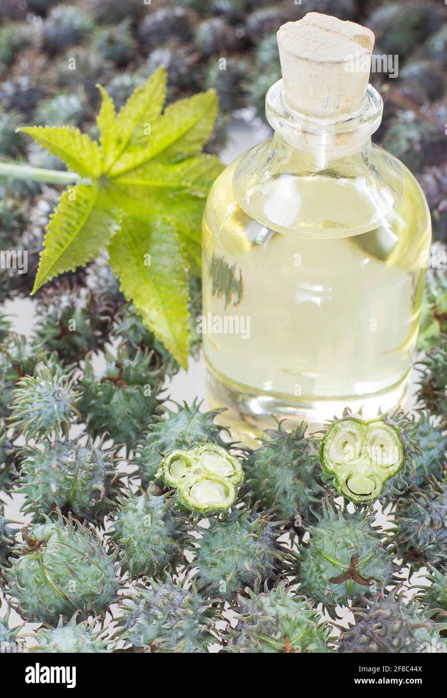 Fruits and castor oil - Ricinus communis Stock Photo - Alamy