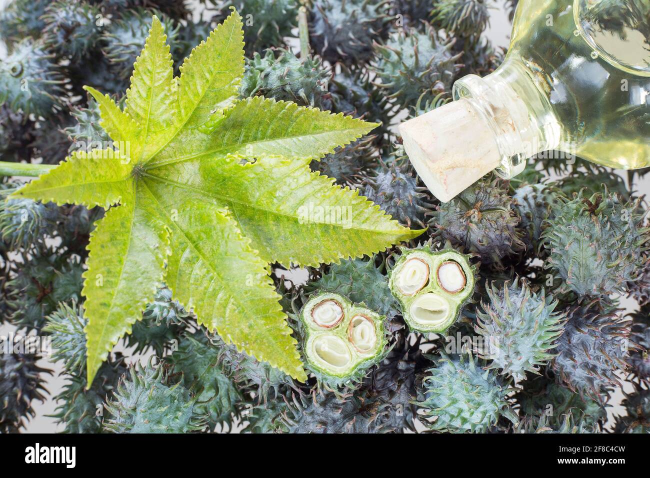 Fruits and castor oil - Ricinus communis Stock Photo - Alamy