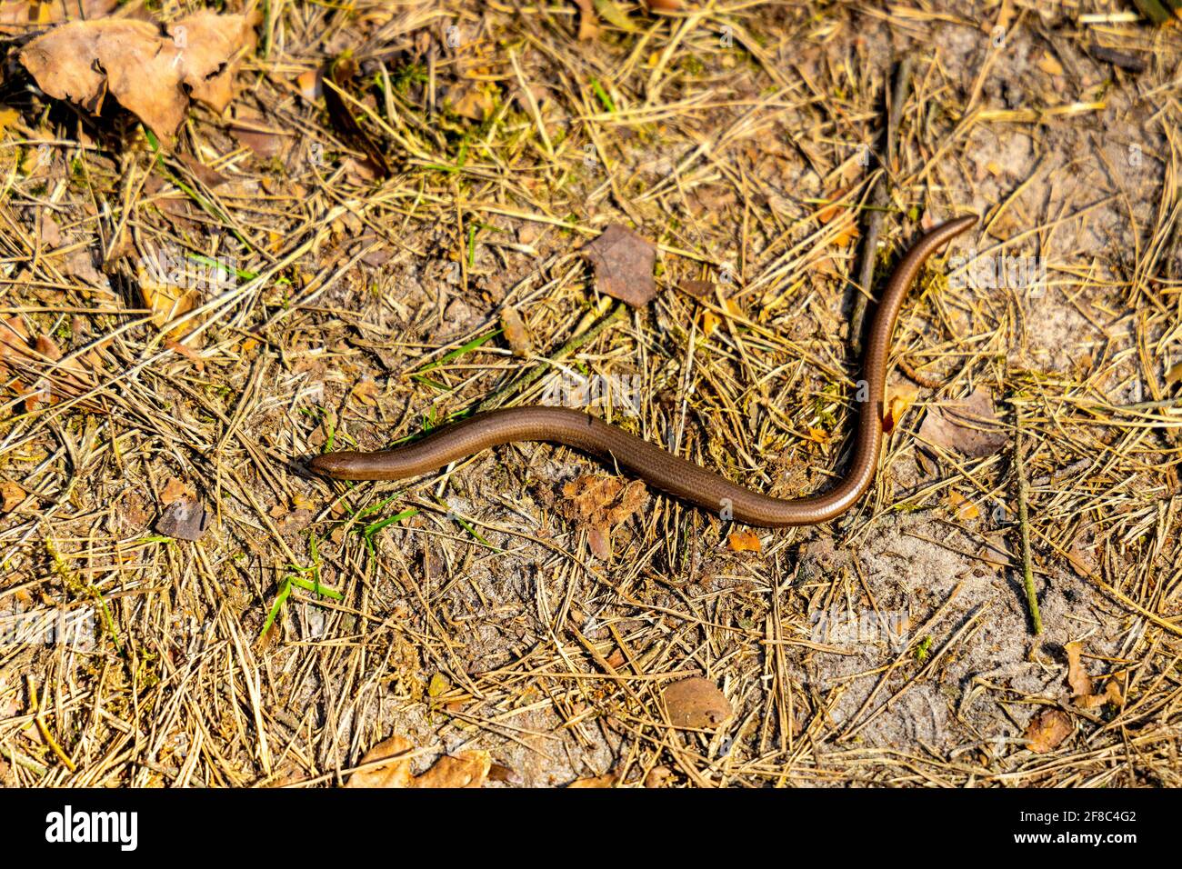 Deaf adder hi-res stock photography and images - Alamy