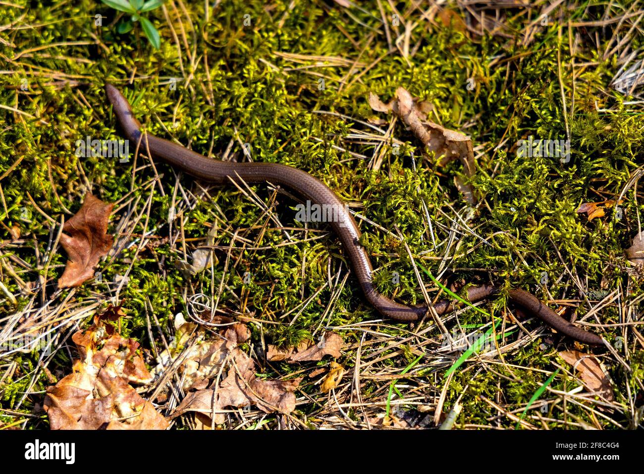 Deaf adder hi-res stock photography and images - Alamy