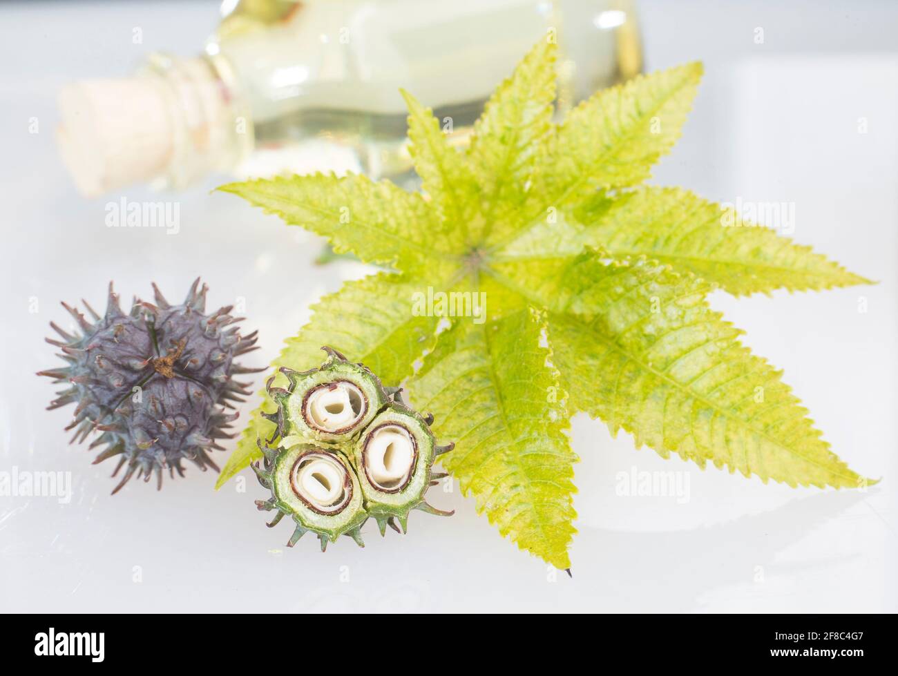 Higuereta hi-res stock photography and images - Alamy