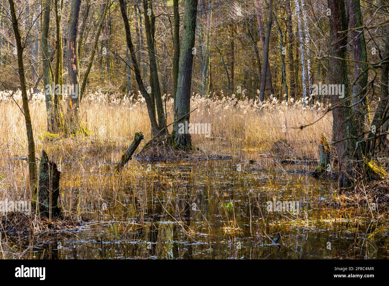 Wood landscape with early spring wetlands and floodplain in mixed ...