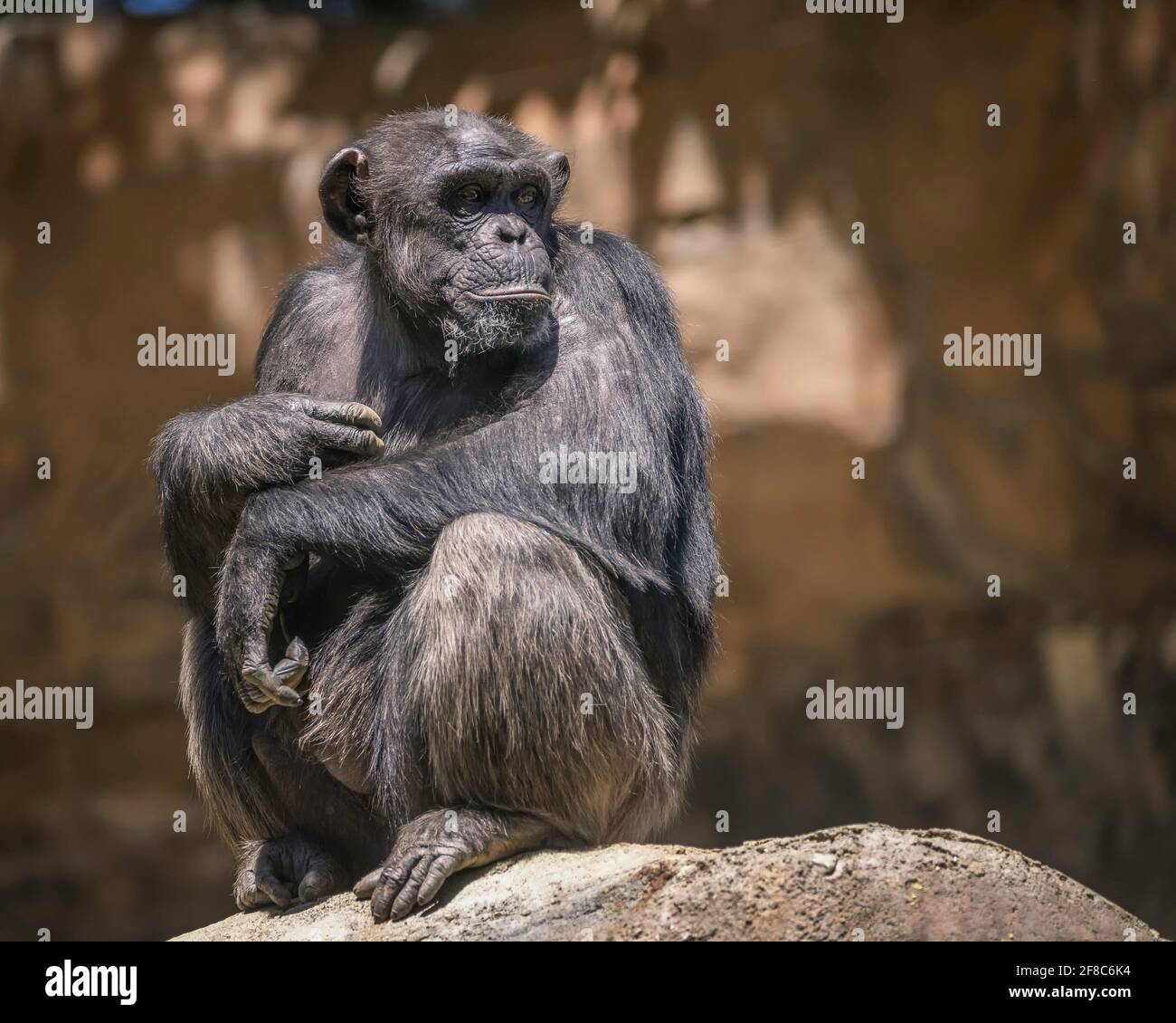 Los Angeles, CA, USA: March 31, 2021: A portrait of a Chimpanzee at the ...