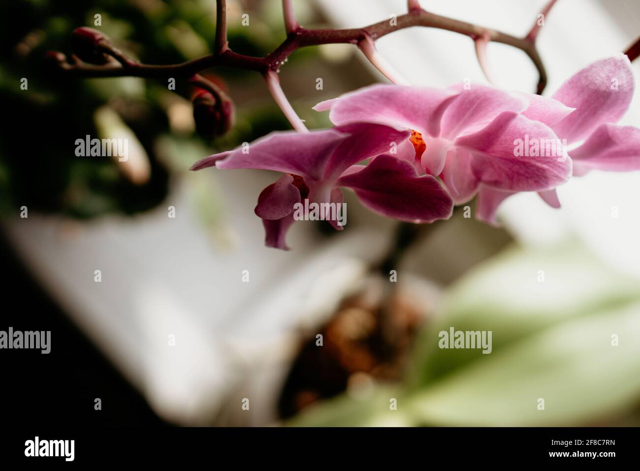 Orchids at the window hi-res stock photography and images - Alamy
