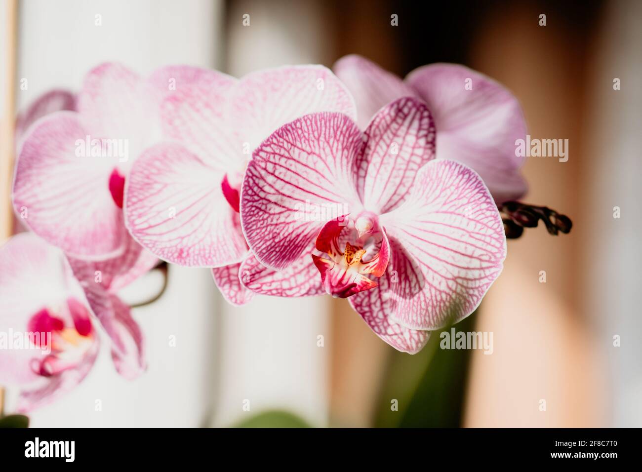 Orchids in the window Stock Photo - Alamy