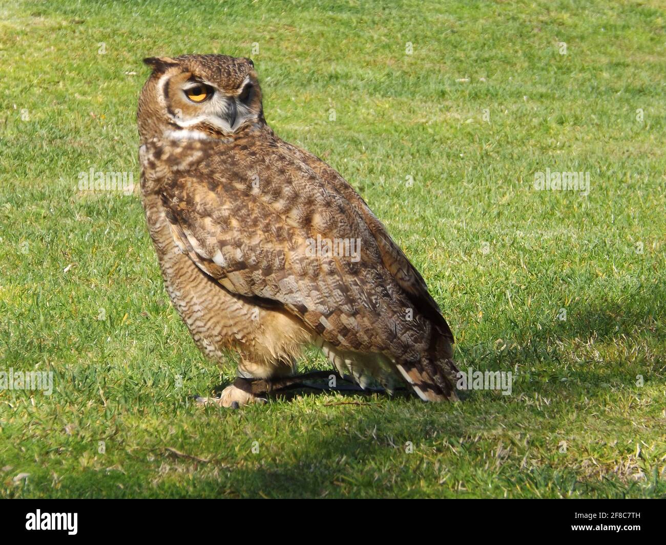 Coruja hi-res stock photography and images - Alamy