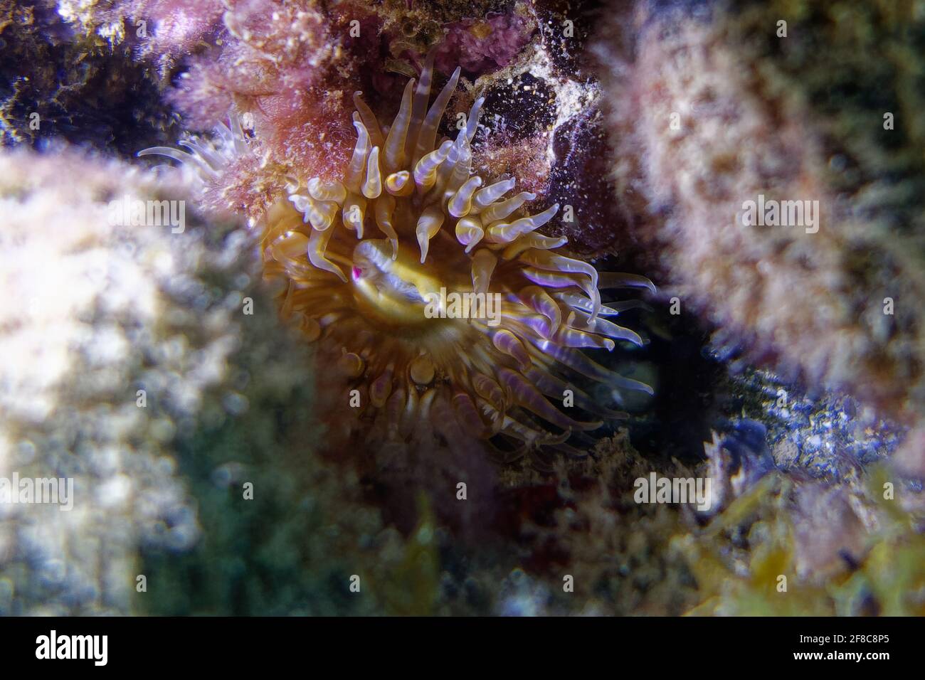 Gem anemone (Aulactinia verrucosa) in Mediterranean Sea Stock Photo - Alamy