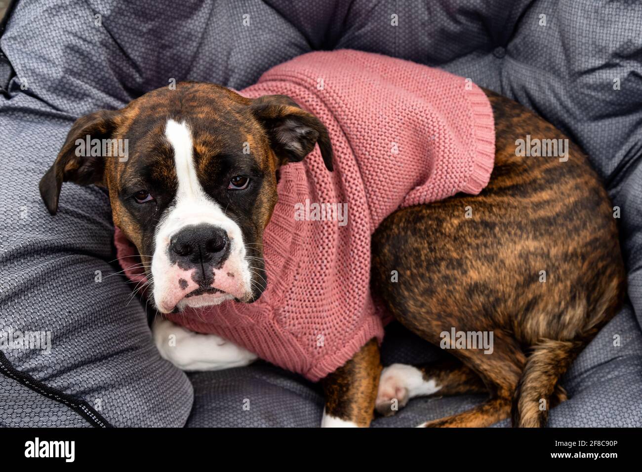 Cute and Adorable Female Boxer Dog laying on a cozy camping chair Stock ...