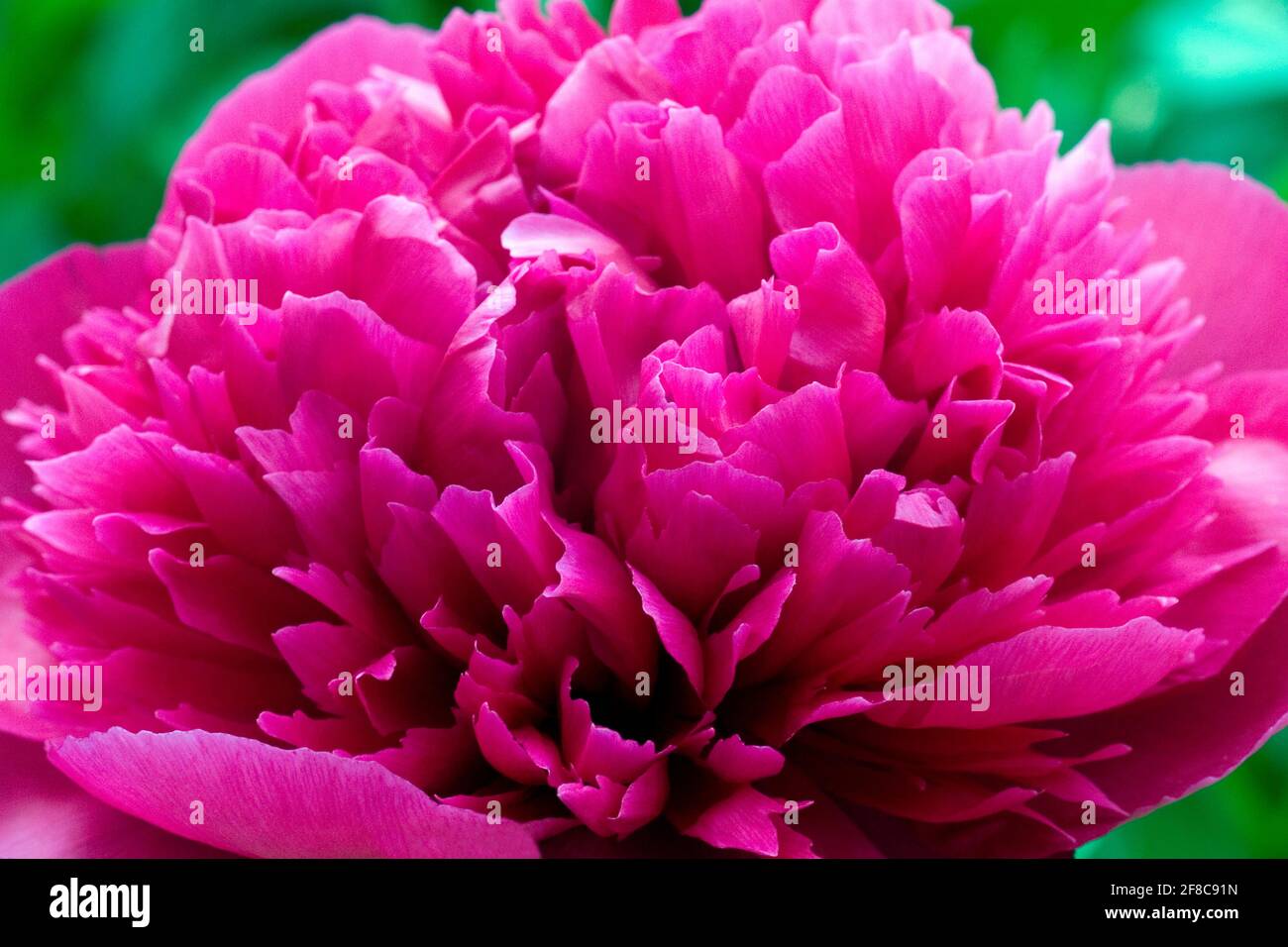 Full pink peony head Stock Photo - Alamy