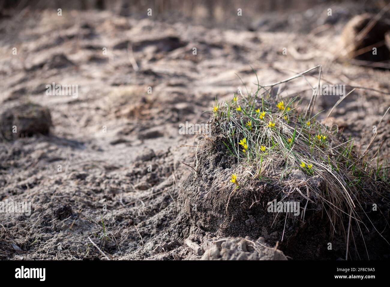 Bump flower hi-res stock photography and images - Alamy