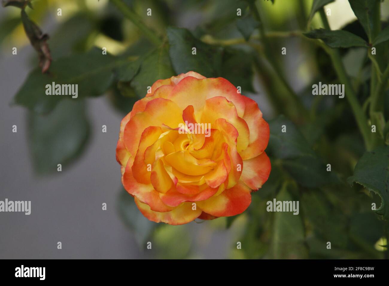 Rosa fogo do jardim hi-res stock photography and images - Alamy