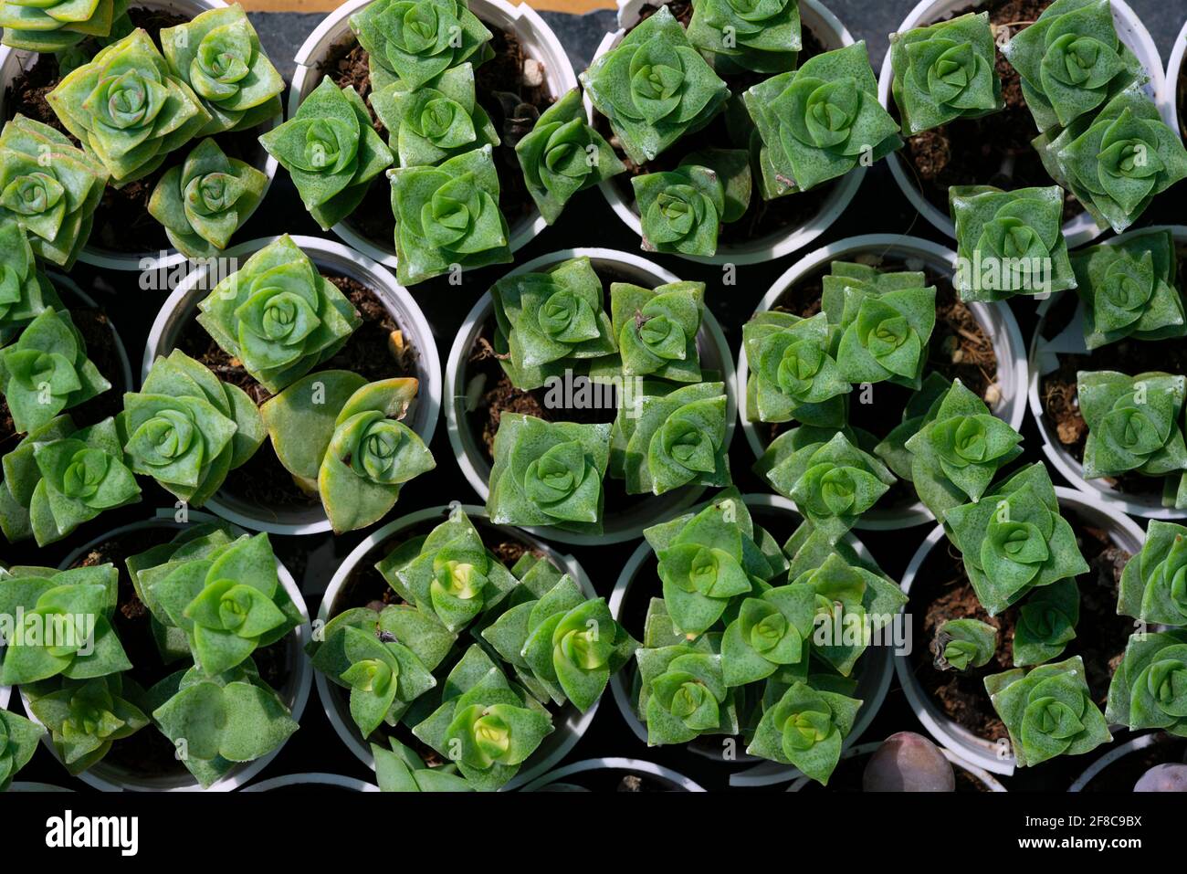 Echeveria lilacina ghost echeveria hi-res stock photography and images ...