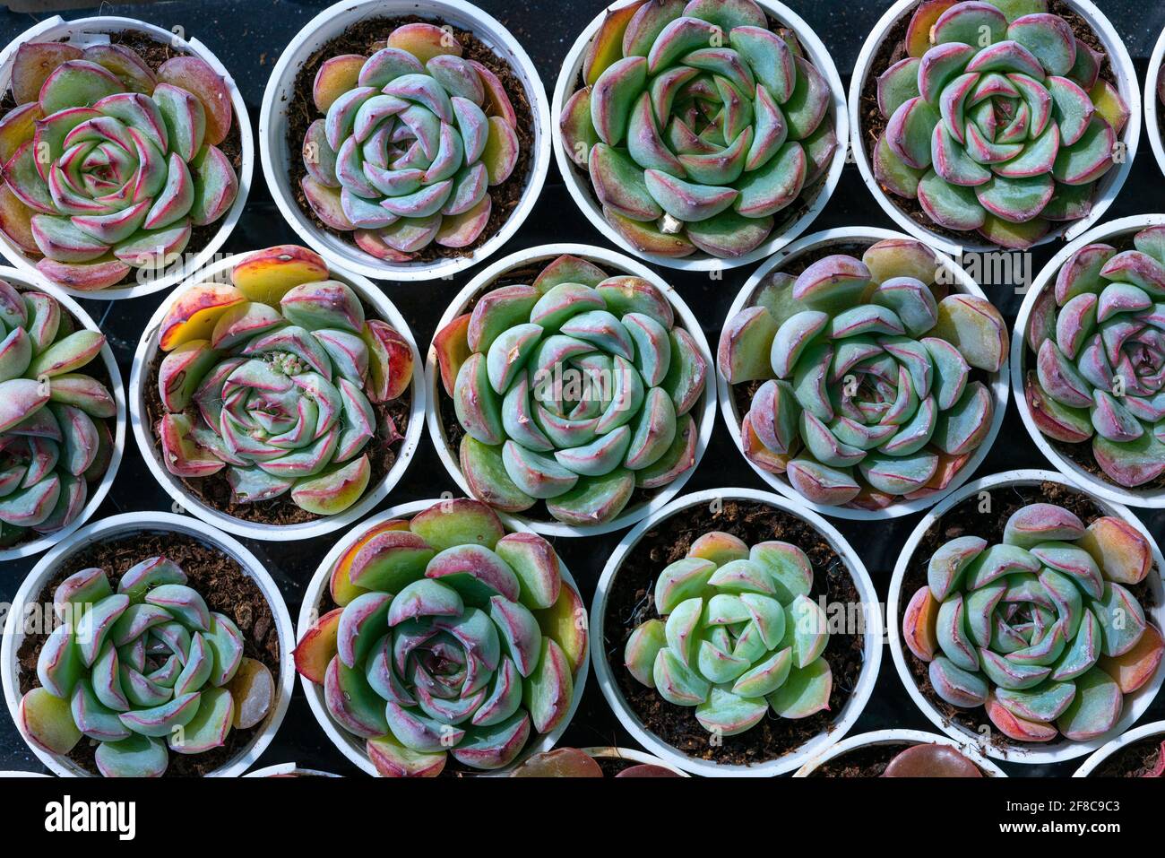 Echeveria lilacina ghost echeveria hi-res stock photography and images ...