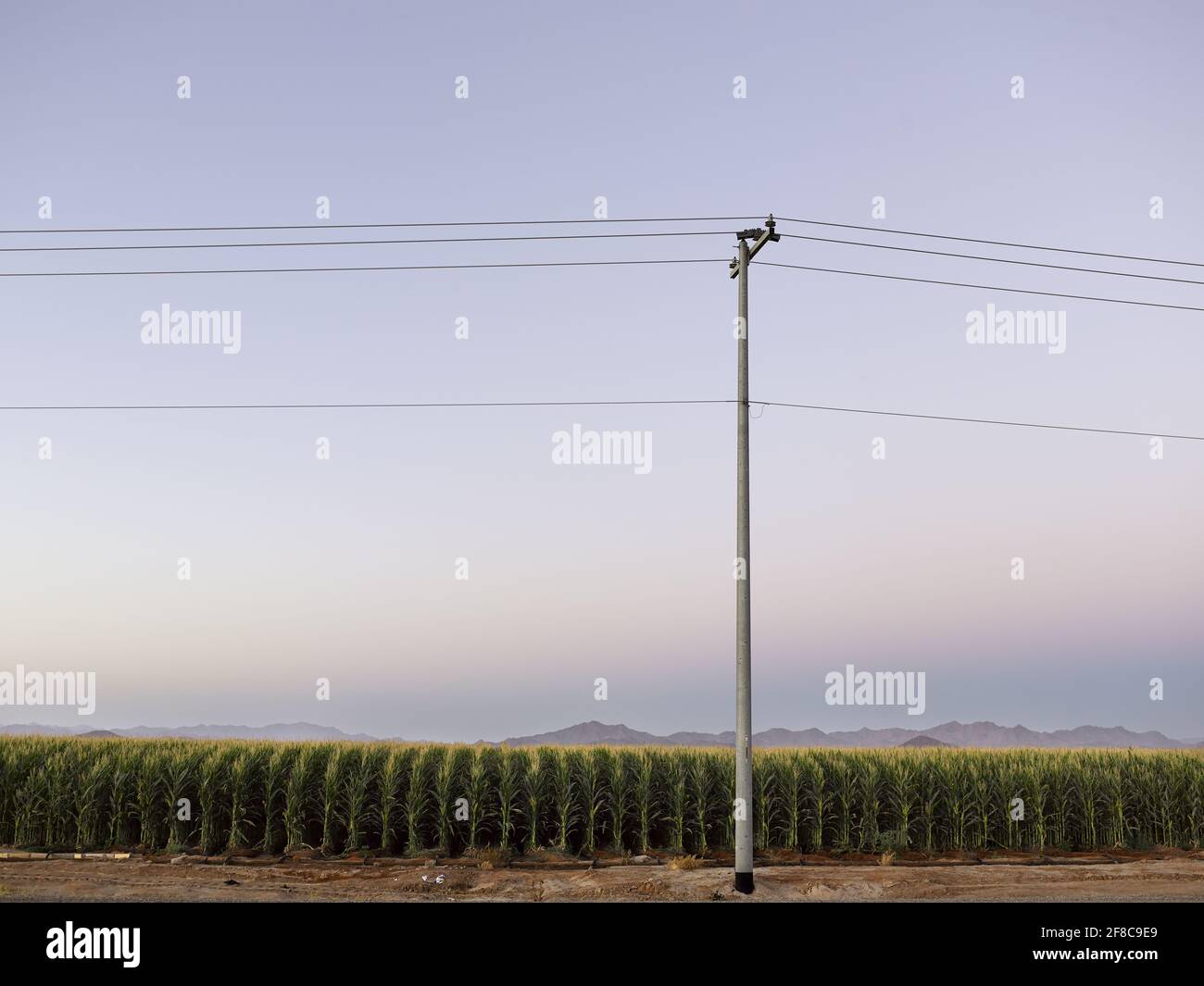 Corn Power - Buckeye, Arizona Stock Photo - Alamy