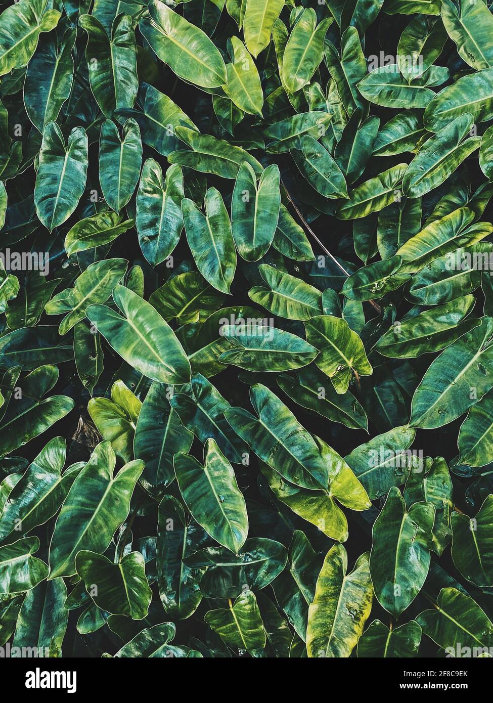 Tropical Plant Green Foliage Background Texture Stock Photo - Alamy