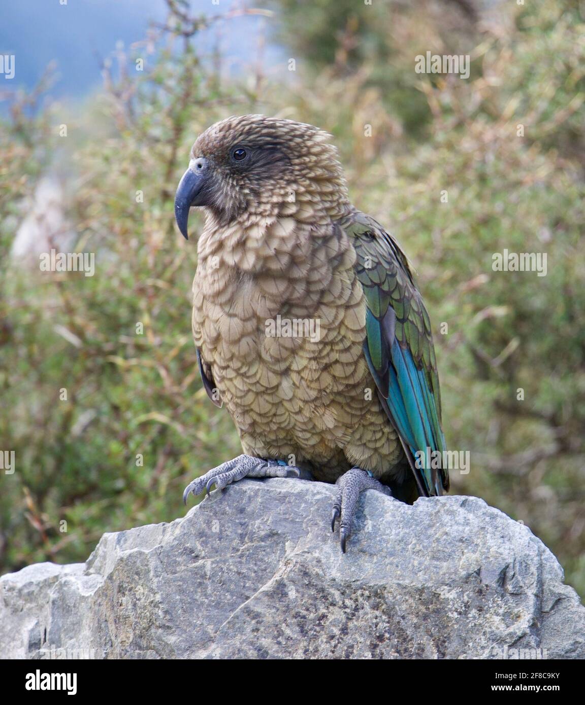 Kea Mountain Parrot at Arthur's Pass Stock Photo - Alamy