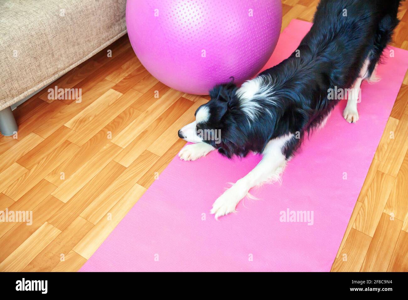 Puppy Working Out