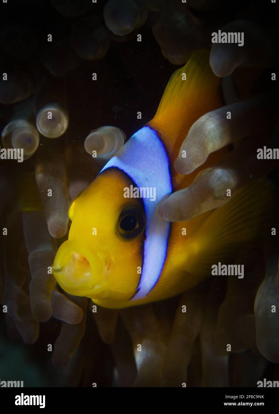 Closeup shot clown fish in hi-res stock photography and images - Alamy