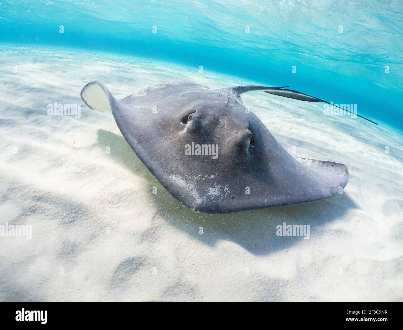 Underwater shot of a stingray hi-res stock photography and images - Alamy