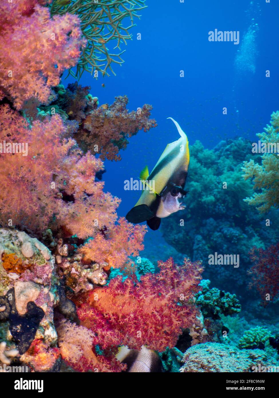 Pennant coralfish swimming underwater in hi-res stock photography and ...