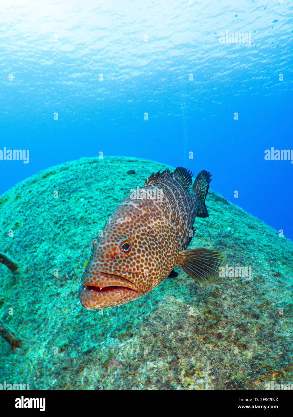 Vertical shot of a giant grouper fish swimming underwater Stock Photo ...