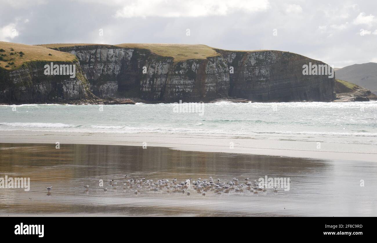 Catlins limestone cliffs reflected on the beach Stock Photo - Alamy