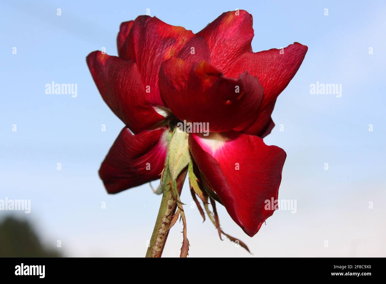 Rosas hi-res stock photography and images - Alamy