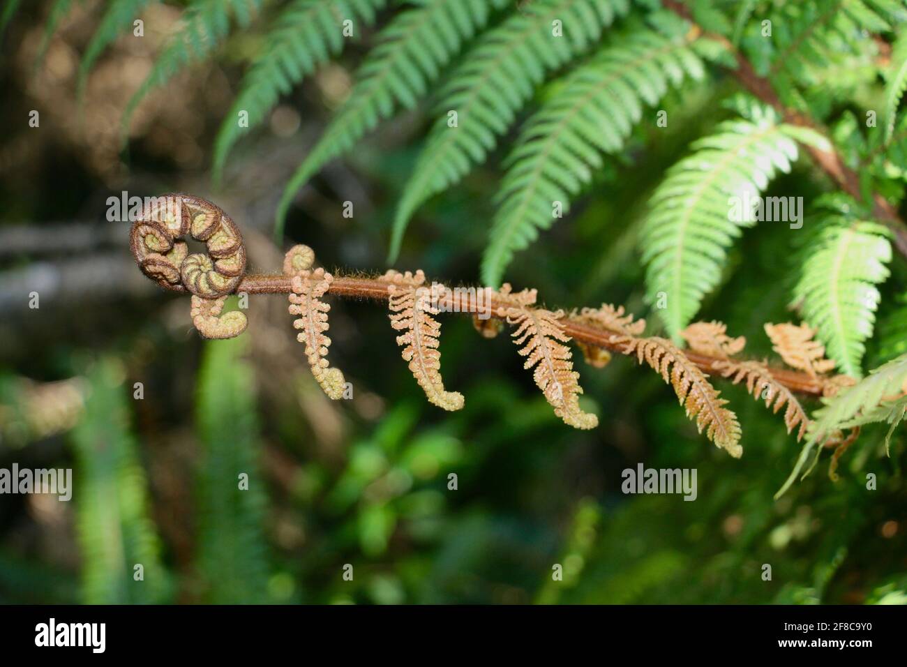 New Zealand fern Stock Photo - Alamy