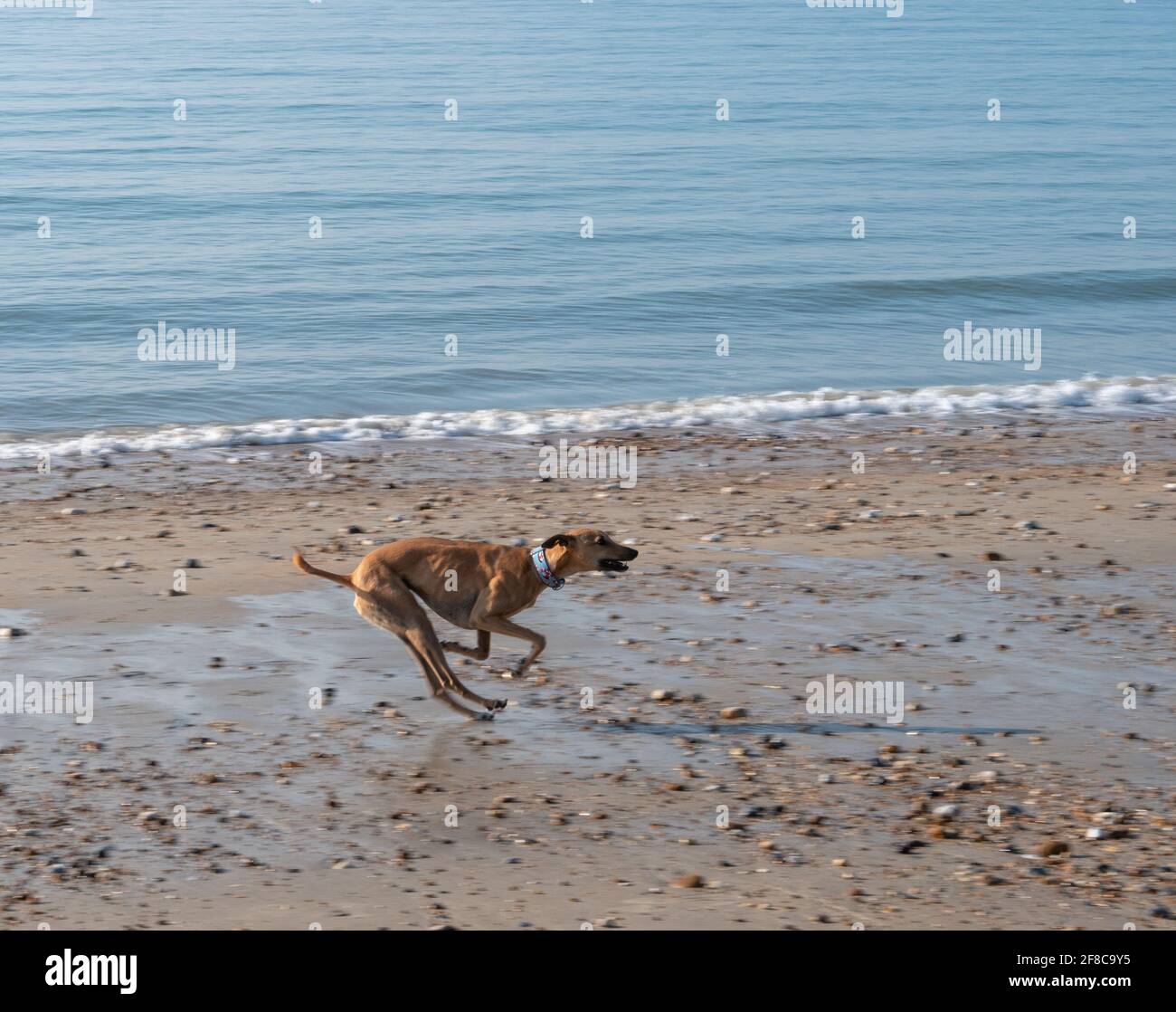 Swift uk april hi-res stock photography and images - Alamy