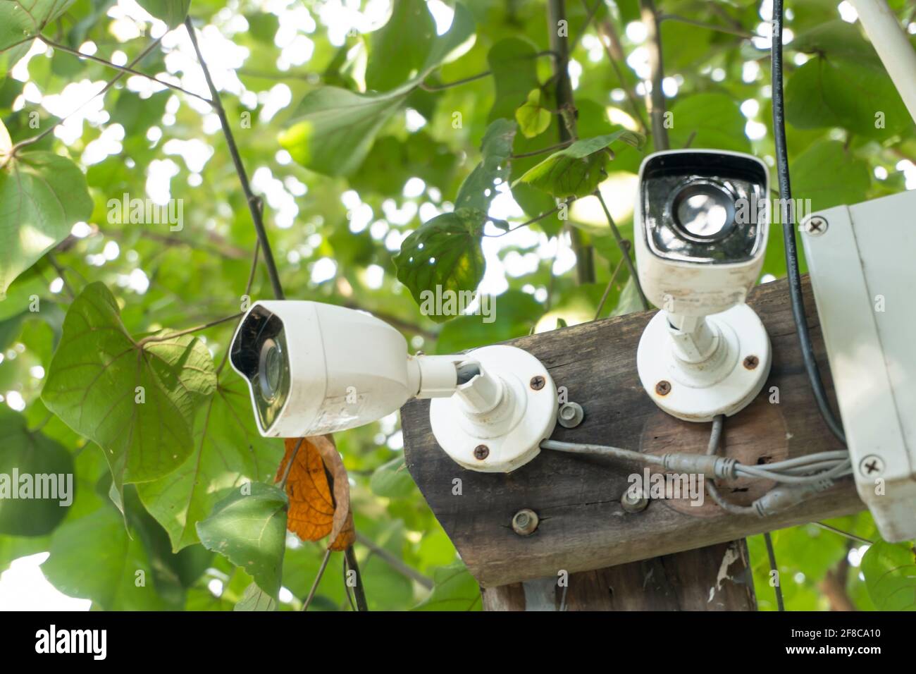 White CCTV installed on the tree which refer to harmony between ...