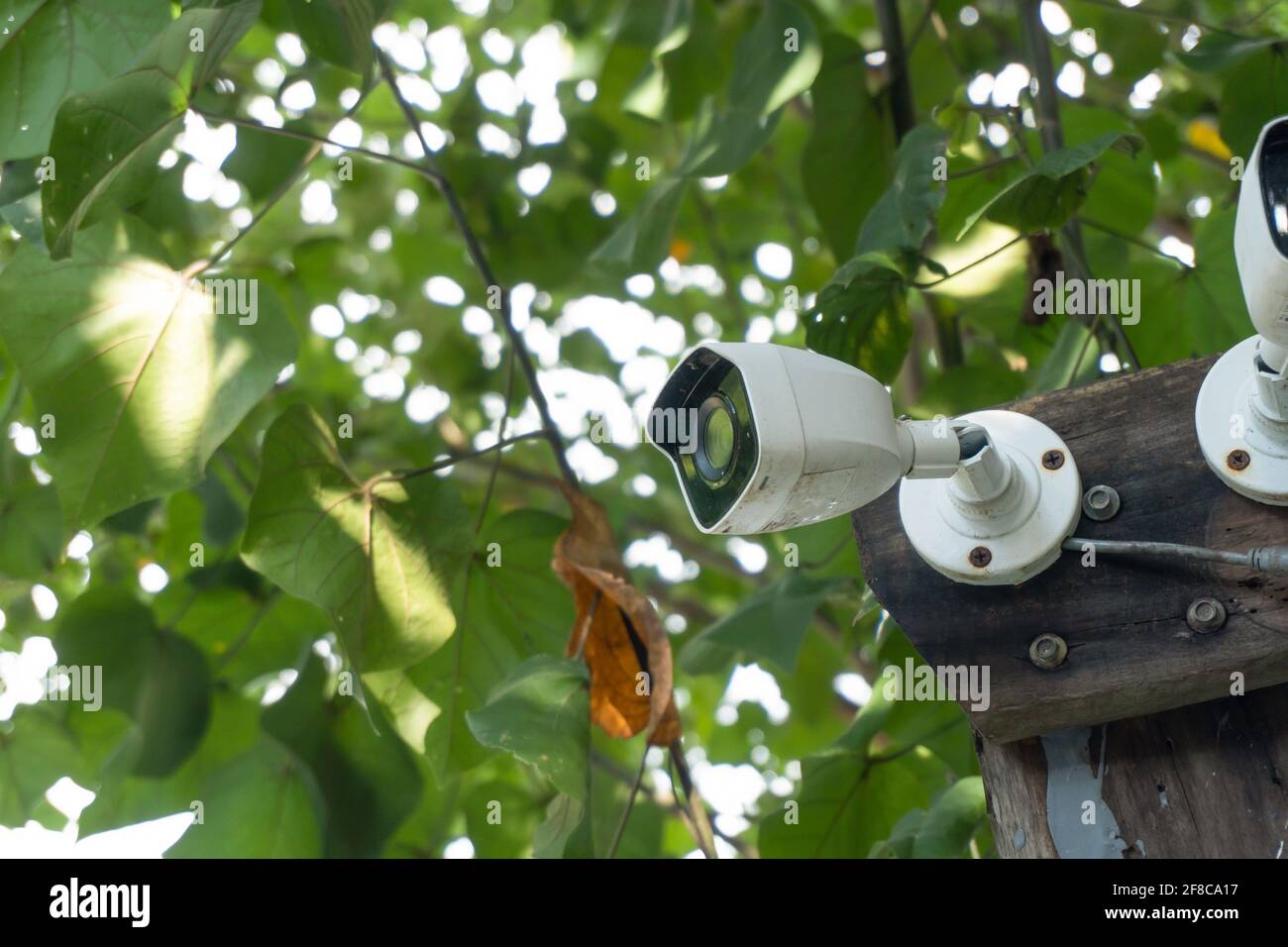 White CCTV installed on the tree which refer to harmony between ...