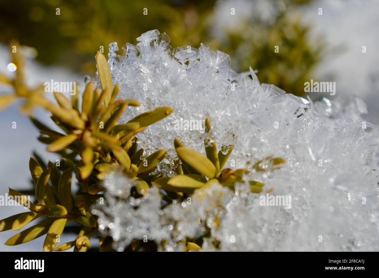 Snow flakes on a plant close up, New Zealand Stock Photo - Alamy