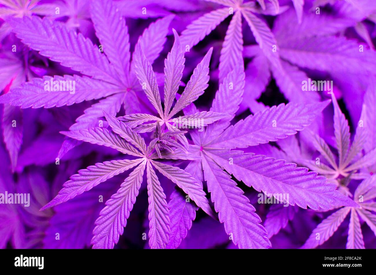 Cannabis texture hi-res stock photography and images - Alamy