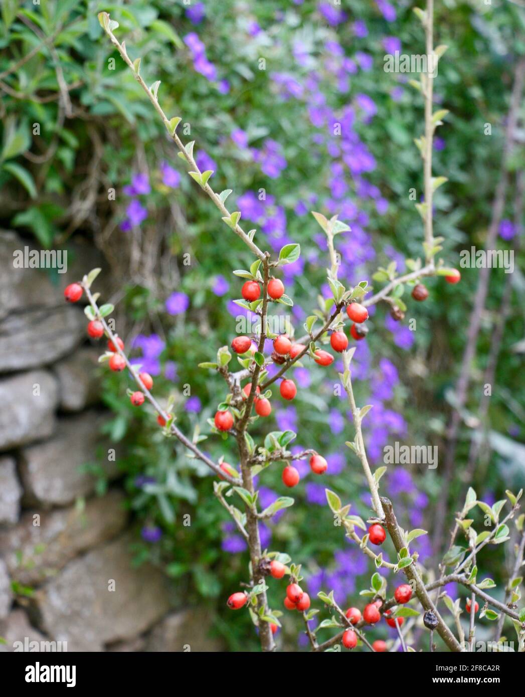 English garden berries and flowers Stock Photo - Alamy