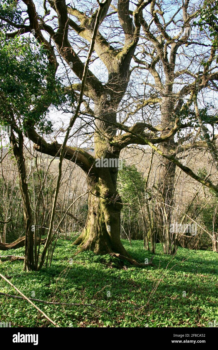 Majestic old elm tree in the Cotswolds near Stroud Stock Photo - Alamy