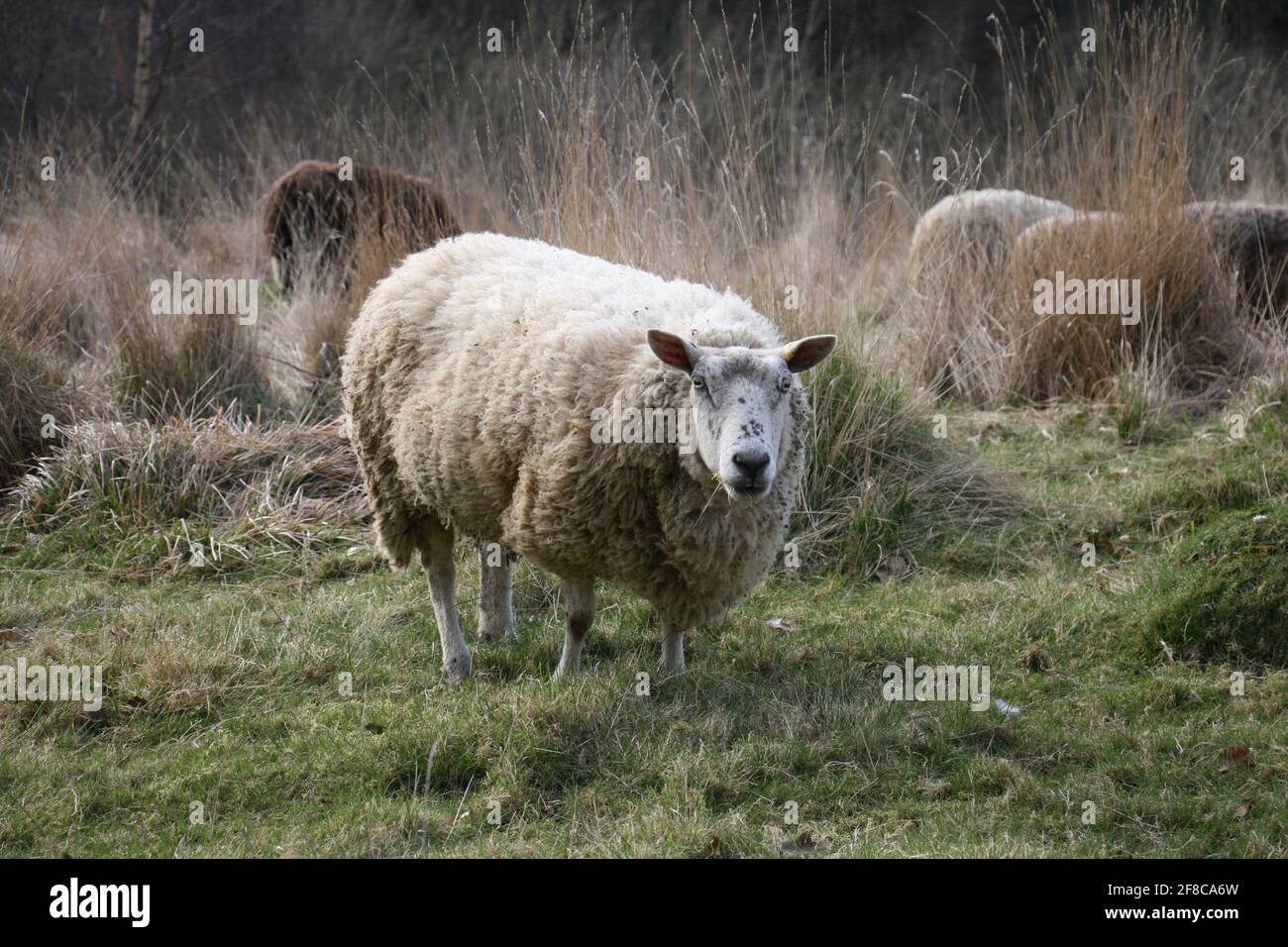 Sheep in the cotswolds hi-res stock photography and images - Alamy