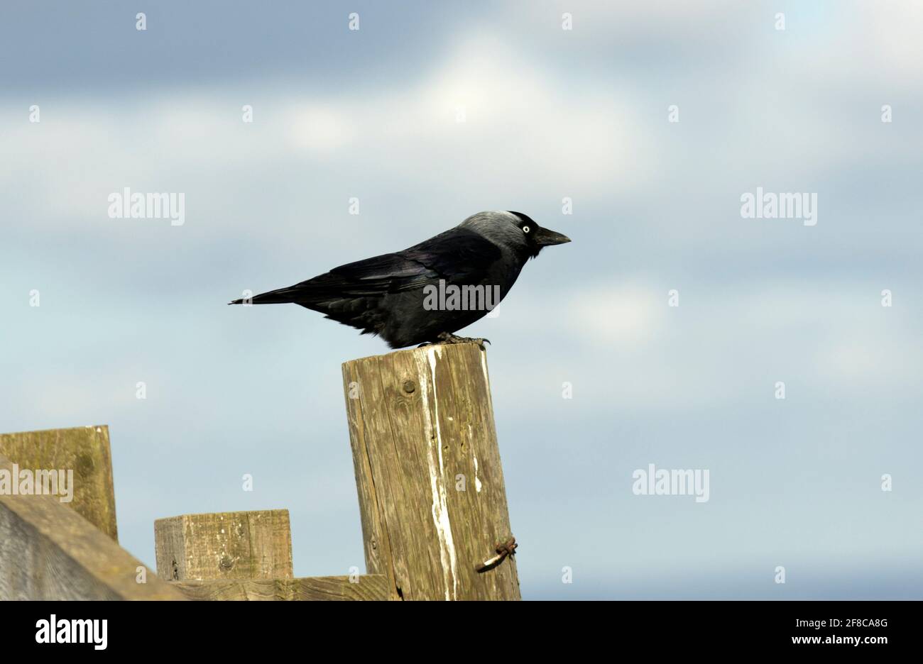 Smallest of the British Corvids, the Jackdaw has a distinctive two tone ...