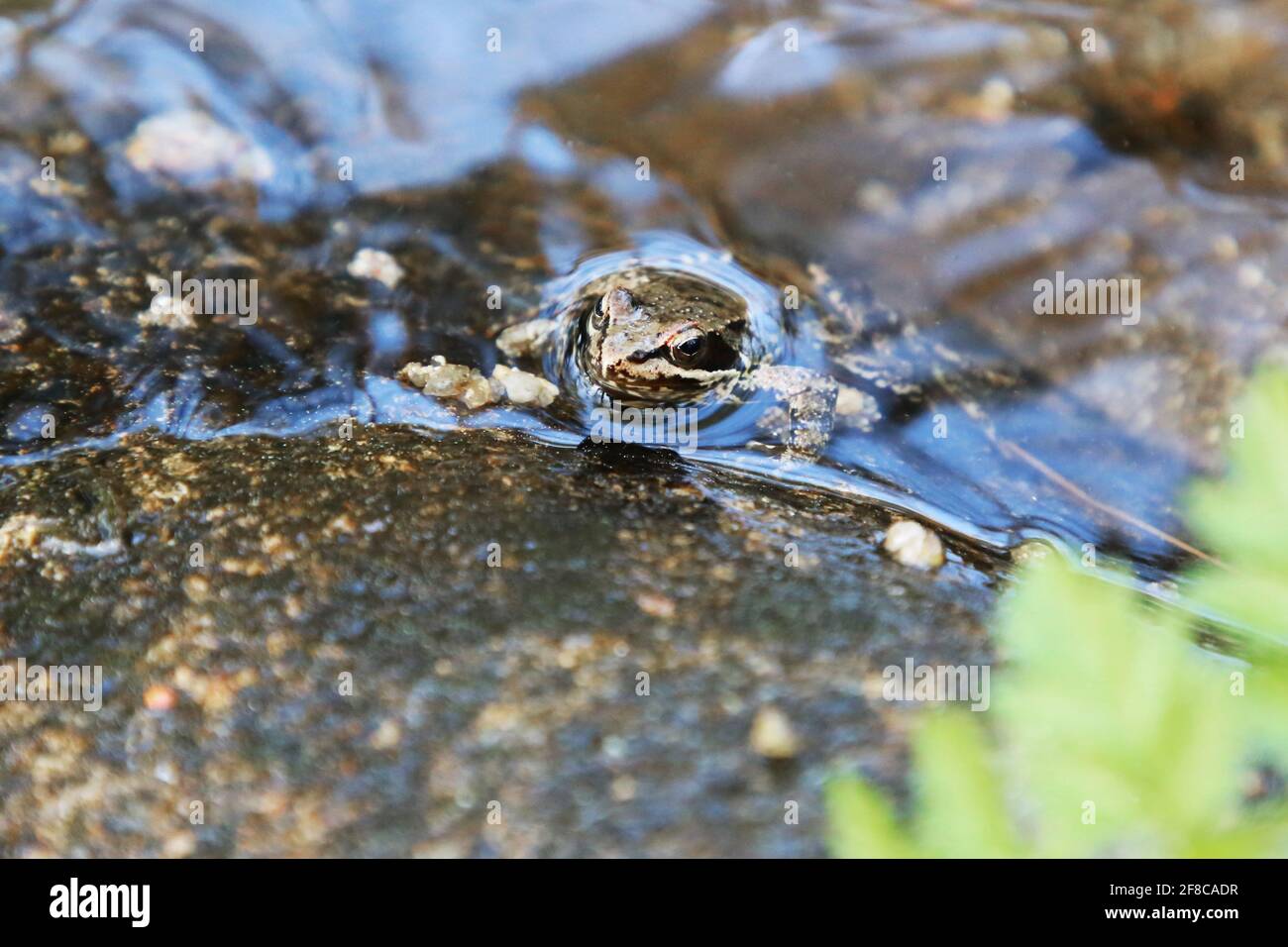 Sapos sapo anfibios hi-res stock photography and images - Alamy