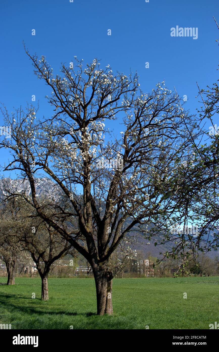 Spring season 2021 hi-res stock photography and images - Alamy