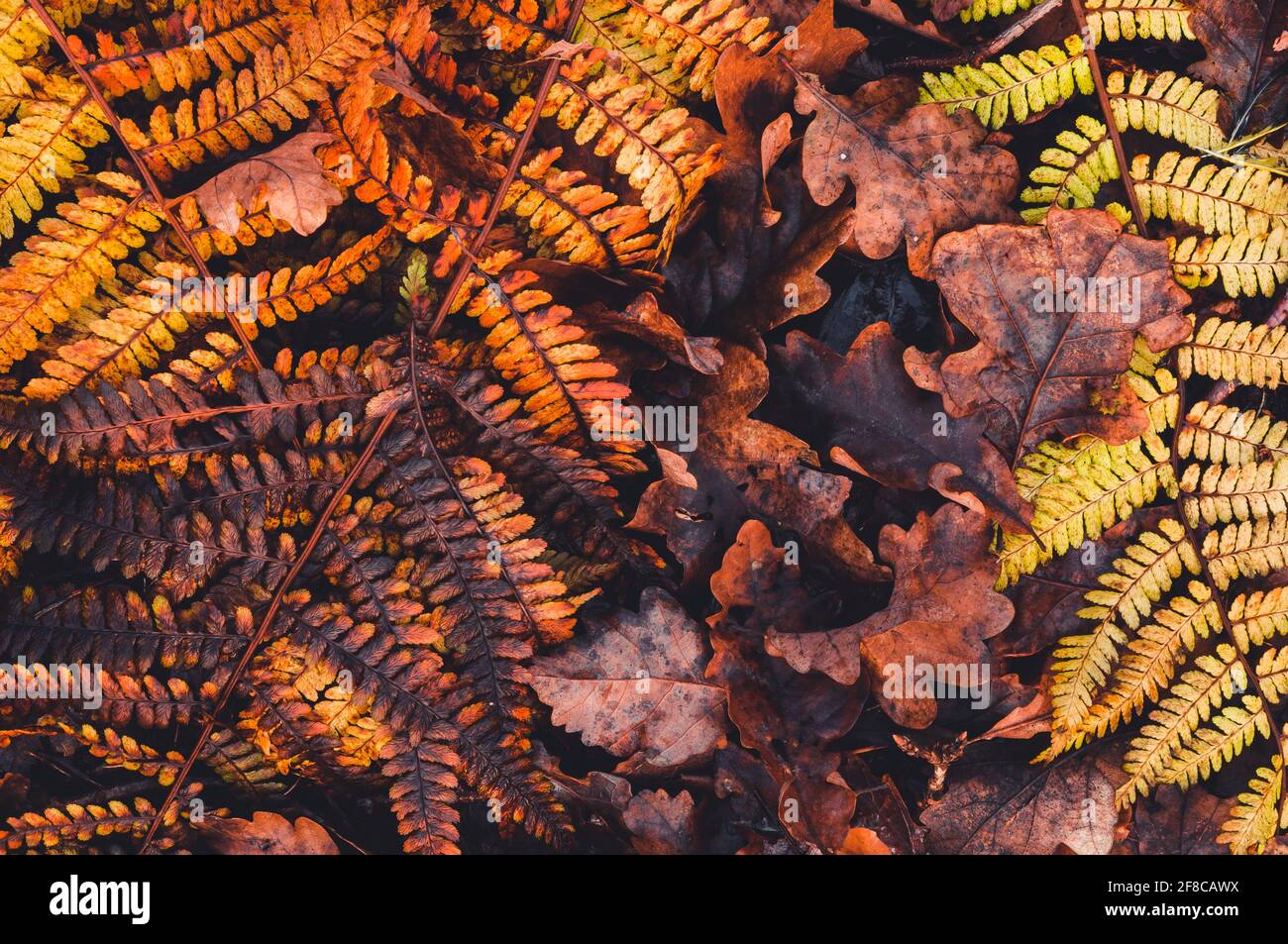1970s wallpaper plants hi-res stock photography and images - Alamy