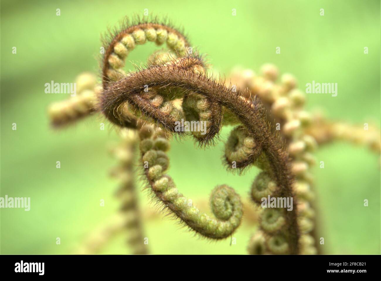 Closeup shot of a detail of a polypodiophyta fern plant Stock Photo - Alamy