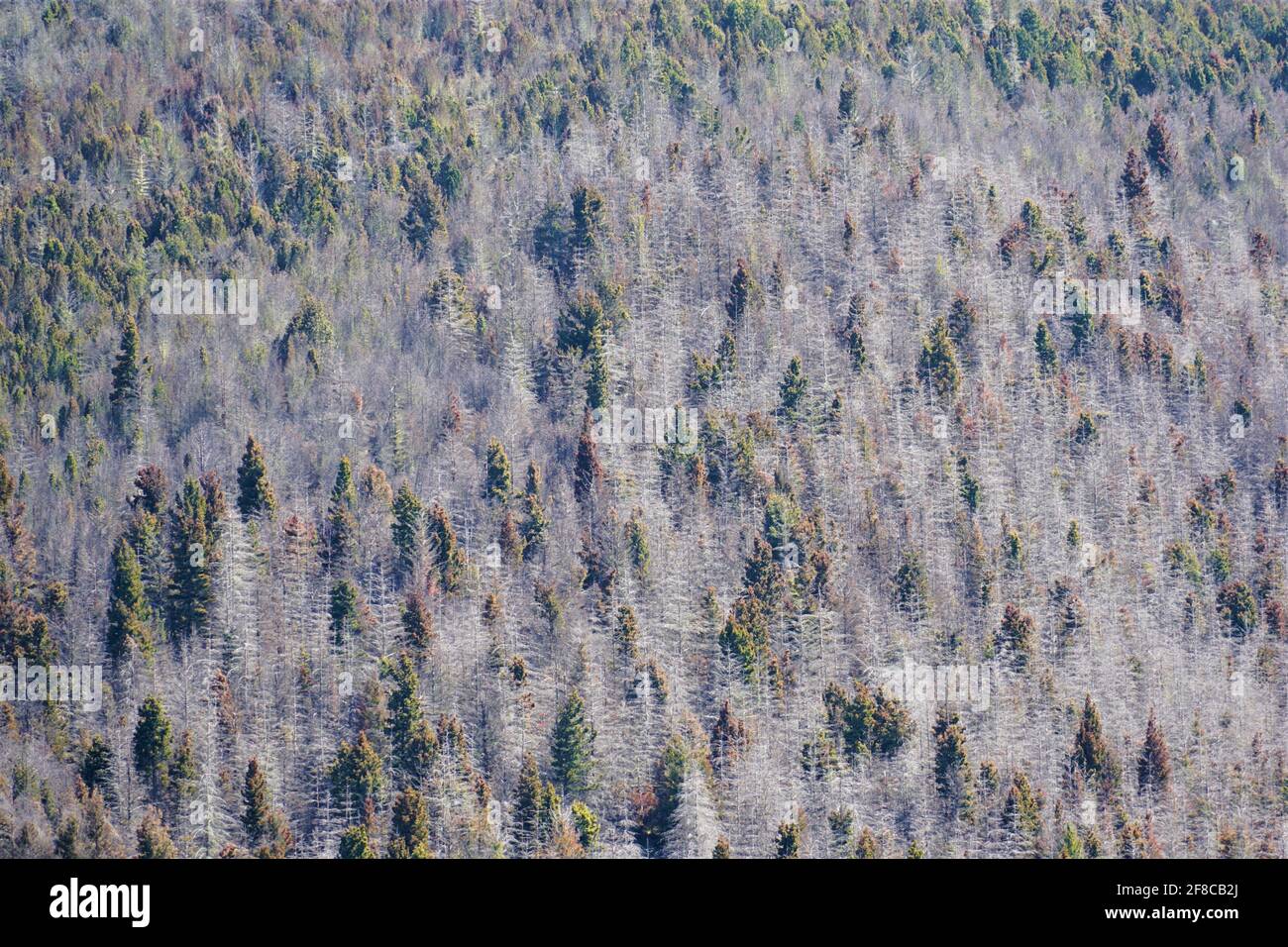 Half burned forest hi-res stock photography and images - Alamy