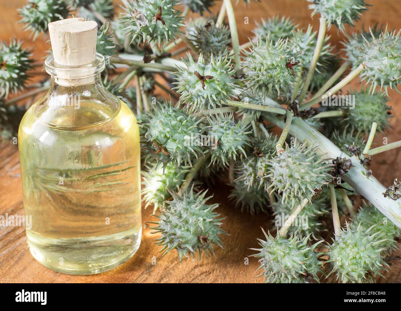 Higuereta hi-res stock photography and images - Alamy