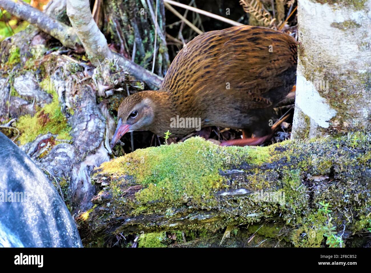Weka feeding hi-res stock photography and images - Alamy