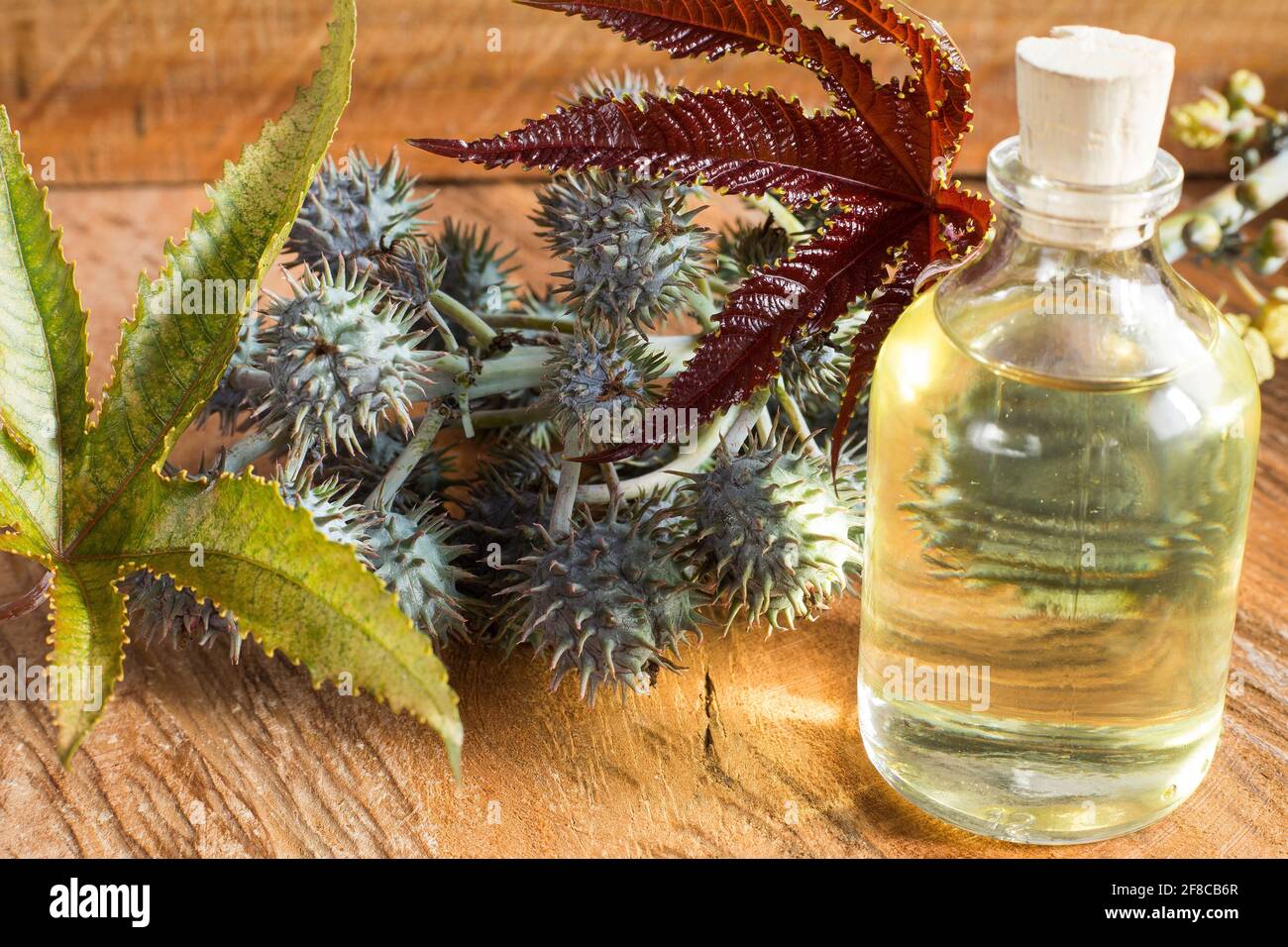Higuereta hi-res stock photography and images - Alamy