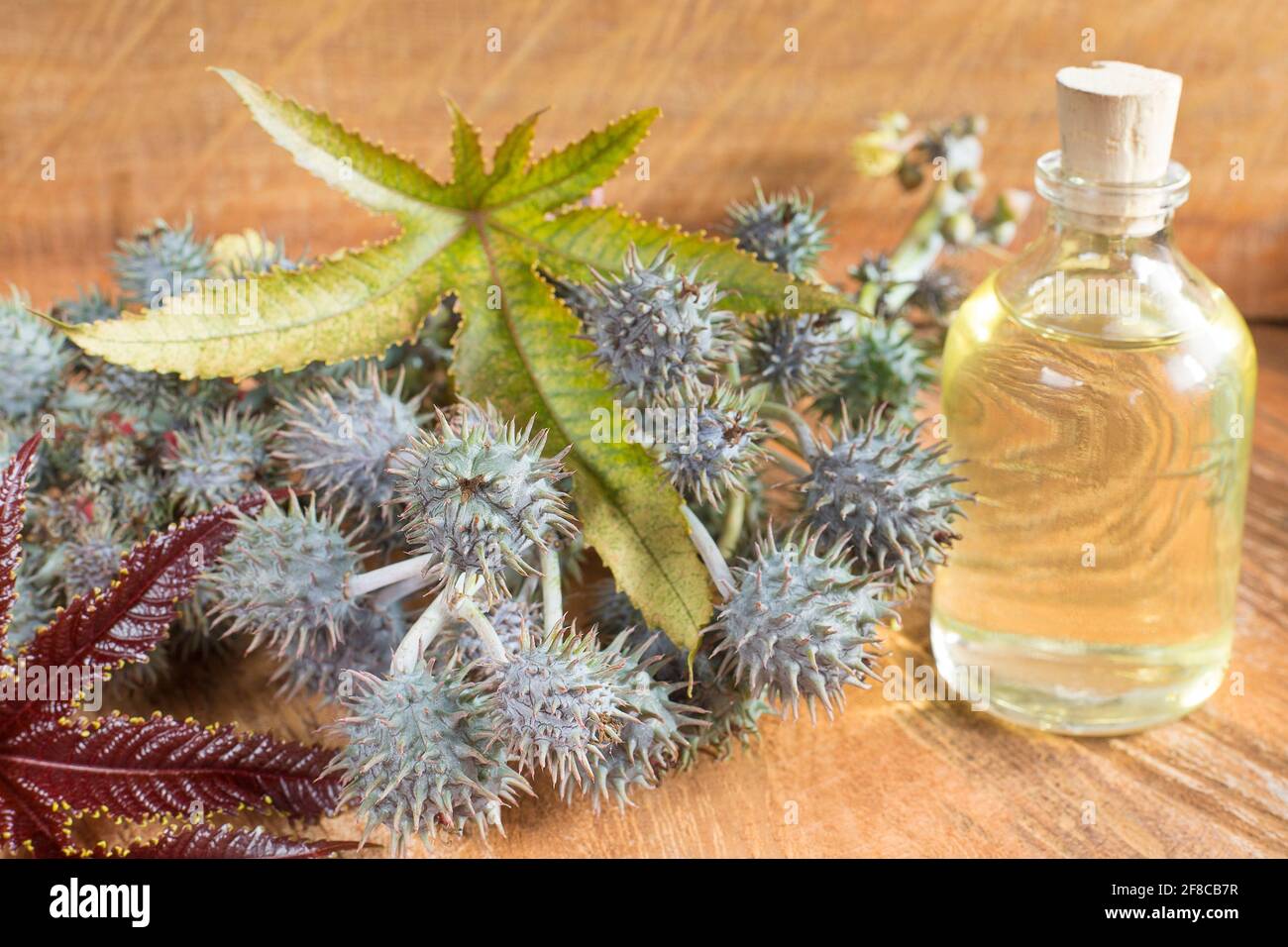 Higuereta hi-res stock photography and images - Alamy