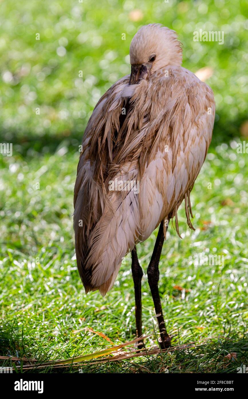 Faune africaine hi-res stock photography and images - Alamy
