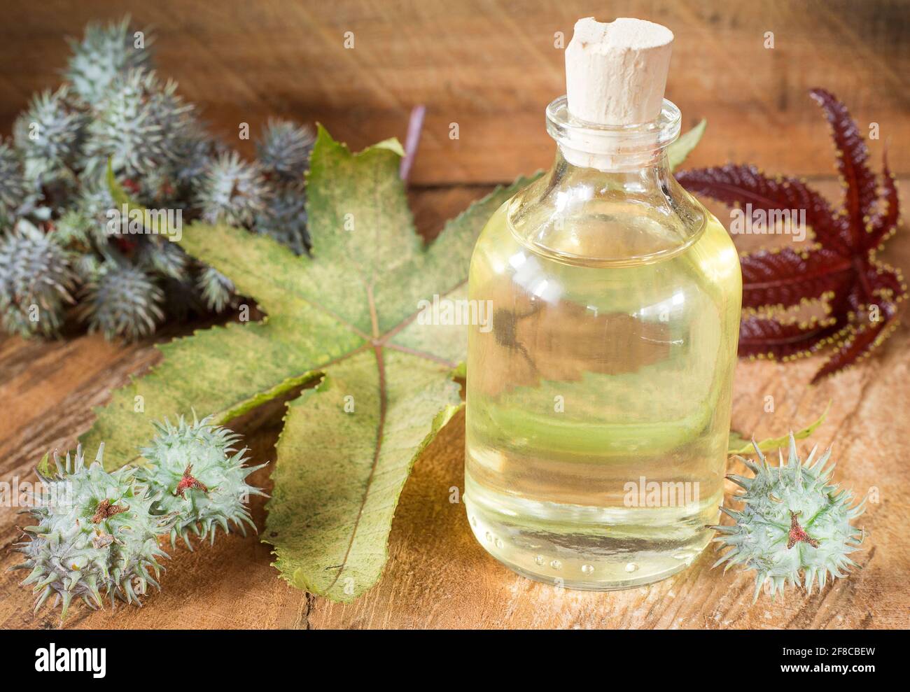 Higuereta hi-res stock photography and images - Alamy